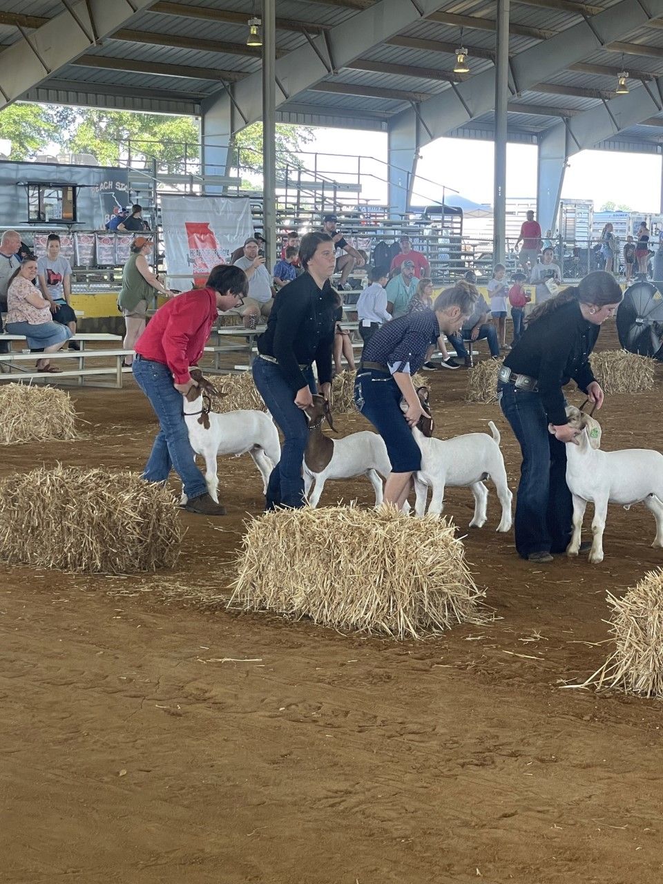 4-H - Windsor Academy Knights